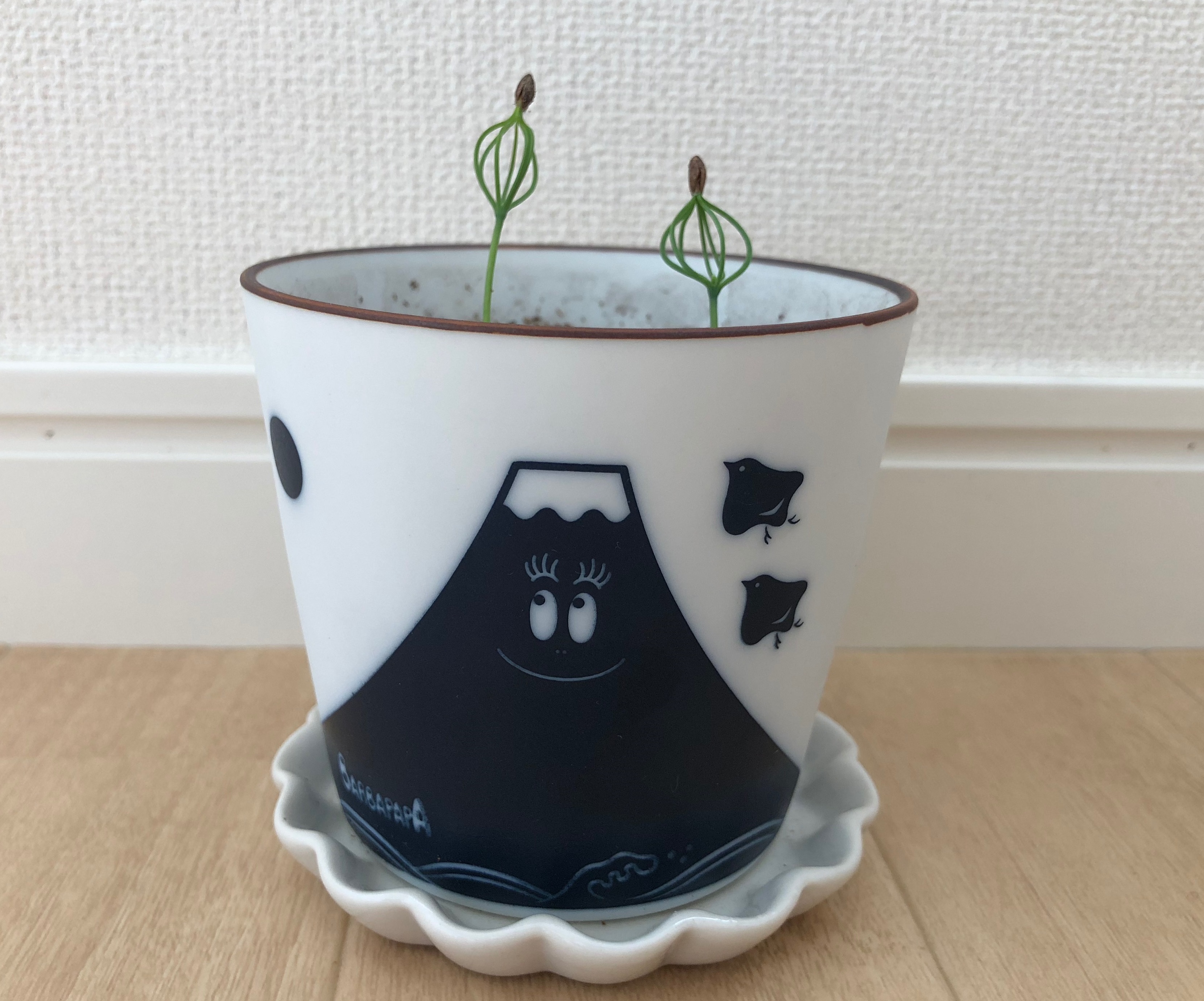 初心者が黒松を種から育てています！観察日記② ｜ 白い旅人ブログ